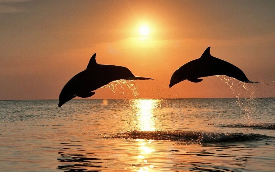 Pula: Brijuni Sunset Dolphin Cruise with Dinner & Drinks - The Real Reviews: Authentic Perspectives