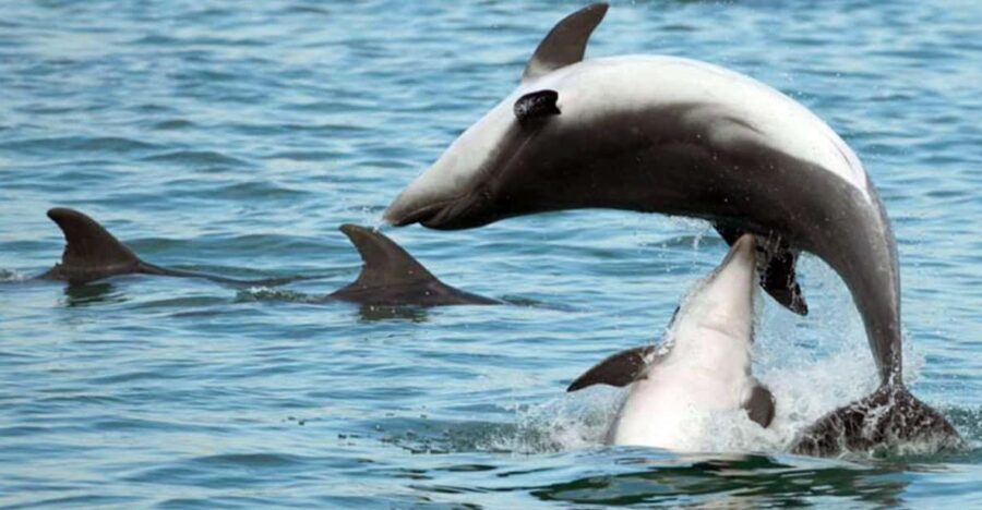 Pula Dolphin Watching Boat Trip - Authenticity and Comparisons