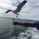 Pula: Dolphin Watching Sunset Cruise with Dinner & Drinks - What Makes This Tour Stand Out?