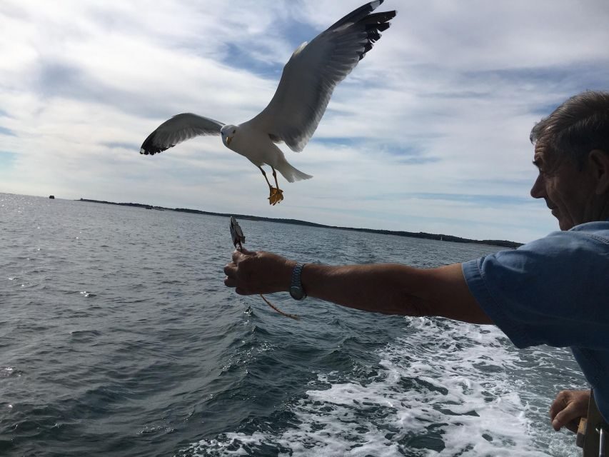 Pula: Dolphin Watching Sunset Cruise with Dinner & Drinks - What Makes This Tour Stand Out?
