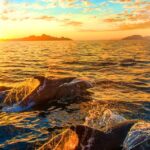 Pula: National Park Brijuni Dolphin Cruise with Dinner - Pricing and Value