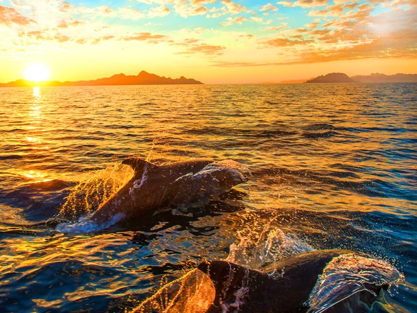 Pula: National Park Brijuni Dolphin Cruise with Dinner - Pricing and Value