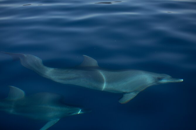 Pula: Private Golden Hour Sail - Dolphins, Drinks & Brijuni Views - Key Points