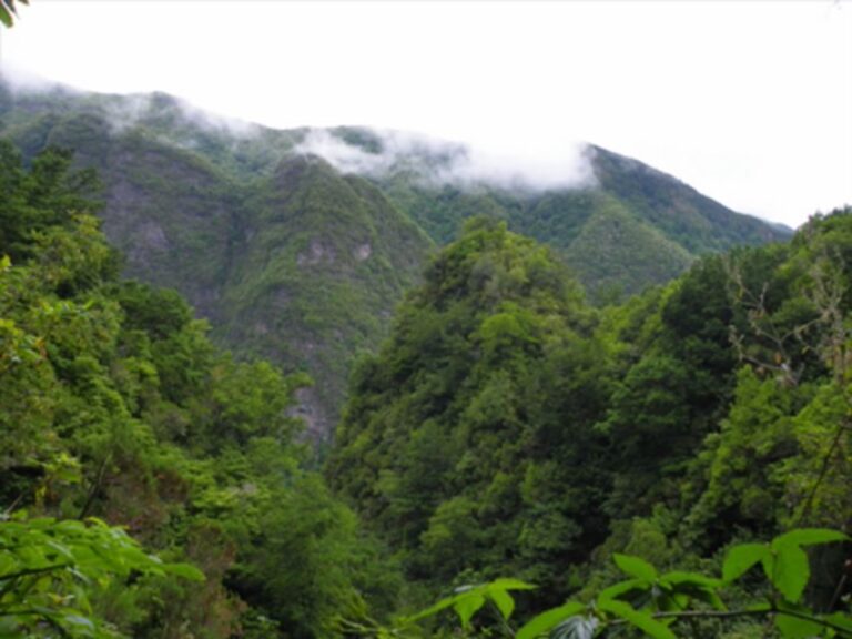 Queimadas Caldeirão Verde Walking tour with guide - The Itinerary: A Walk Through Madeira’s Natural Wonderland