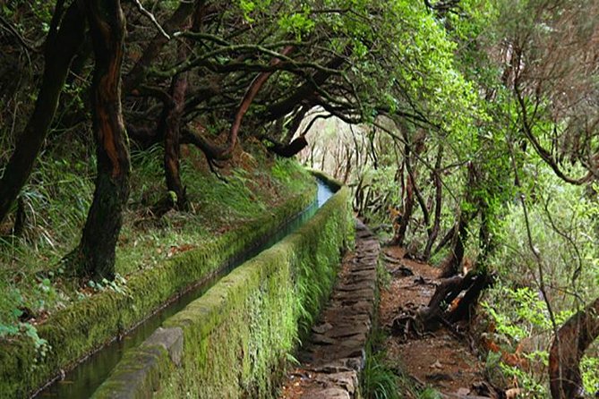Rabacal - 25 Fountains - Exploring Madeira’s Nature with the Rabacal - 25 Fountains Tour