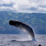 Rabo de Peixe: Sperm Whale Sanctuary Expedition - The Logistics That Matter