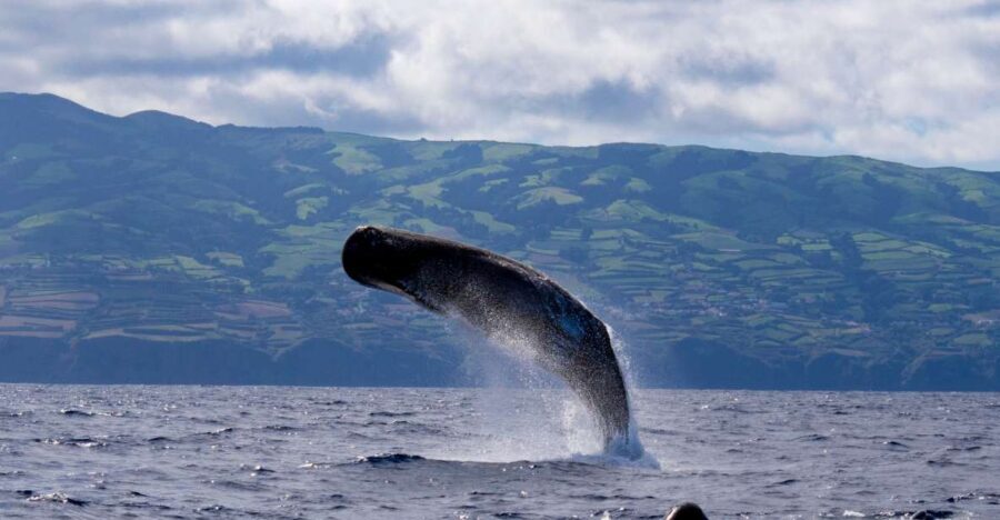 Rabo de Peixe: Sperm Whale Sanctuary Expedition - The Logistics That Matter
