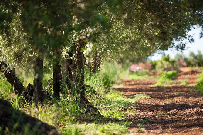 Raccolta delle olive e degustazione vini e olio con brunch ad Alcamo - An Authentic Sicilian Farm Experience