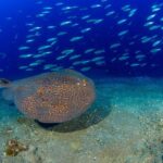 Radazul: Diving Trip in Radazul Bay with Drinks - Why Choose This Tour?