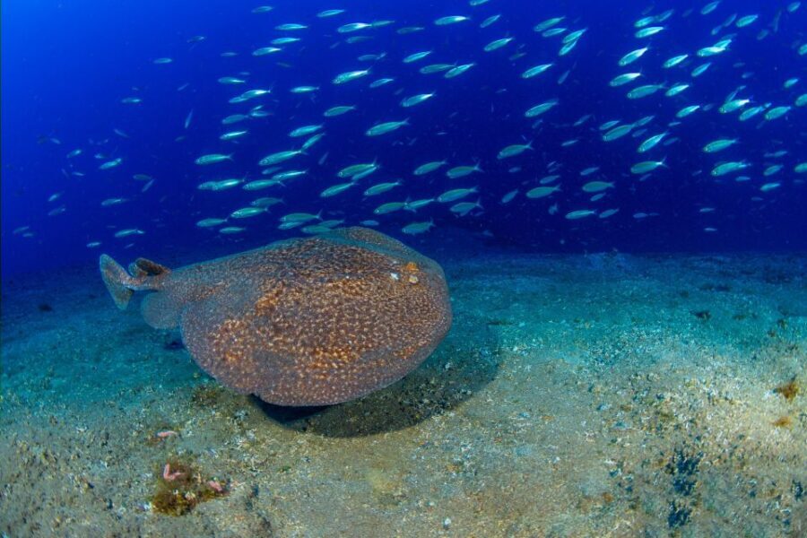 Radazul: Diving Trip in Radazul Bay with Drinks - Why Choose This Tour?