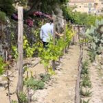 Radici: IImmerse yourself in the heady scents of our garden - Why This Tour Works Well
