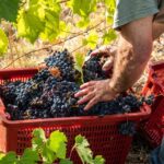 Raise a Glass: Exclusive Wine Experiences Near Orvieto - Detailed Breakdown of the Tour