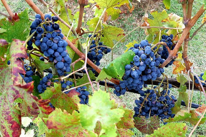 "Ramble Through The Rolling Hills Of Chianti" with lunch & Wine Tastings - An Authentic Slice of Tuscany in a Day
