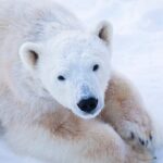 Ranua Wildlife Park Day : Visit the Arctic Animals! - The Pros and Cons Based on Reviews