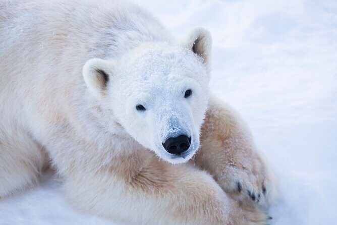 Ranua Wildlife Park Day : Visit the Arctic Animals! - The Pros and Cons Based on Reviews