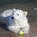 Ranua Wildlife Park Guided Tour from Rovaniemi - The Itinerary: What Will You See and Do?