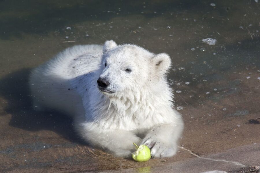 Ranua Wildlife Park Guided Tour from Rovaniemi - The Itinerary: What Will You See and Do?