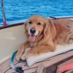 Rapallo: Pilates in Private Boat in Portofino with Breakfast or Aperitif - Who This Tour Is Perfect For