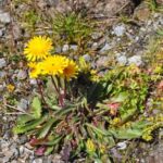 RARE PLANTS IN AOSTA VALLEY - The Itinerary: What to Expect During Your Day