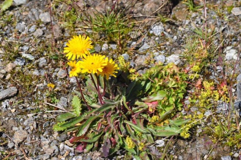 RARE PLANTS IN AOSTA VALLEY - The Itinerary: What to Expect During Your Day