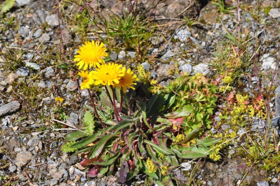 RARE PLANTS IN AOSTA VALLEY - The Itinerary: What to Expect During Your Day