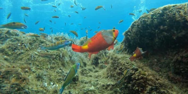 Reef Fish Watching - The Itinerary: What to Expect