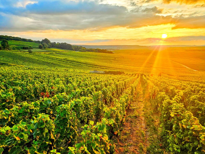 Reims: Veuve Clicquot Tasting Private Tour in Champagne - The Vineyards and Small Producer Visit
