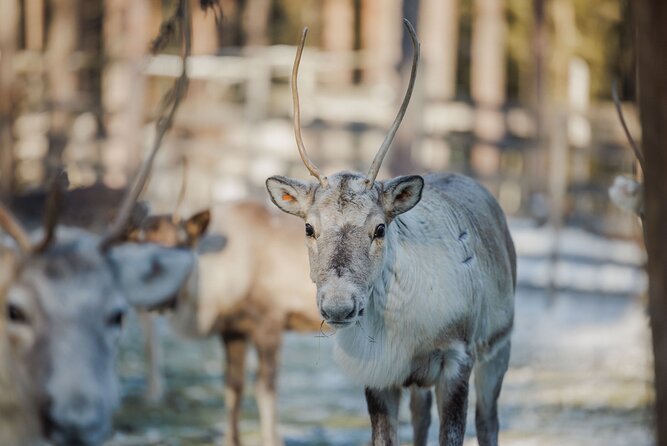 Reindeer Experience with Sledge Ride - A Hands-On Reindeer Experience in Rovaniemi: What You Need to Know