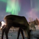 Reindeer Feeding and Sledding, Sami Storytelling Night Tour - Reindeer Feeding and Sledding: Hands-On Arctic Culture