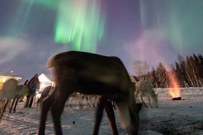 Reindeer Feeding and Sledding, Sami Storytelling Night Tour - Reindeer Feeding and Sledding: Hands-On Arctic Culture