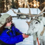 Reindeer Safari at a 200-Year-Old Farm & Long Sled Ride - The Experience in Detail