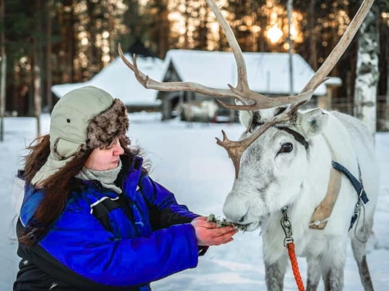 Reindeer Safari at a 200-Year-Old Farm & Long Sled Ride - The Experience in Detail