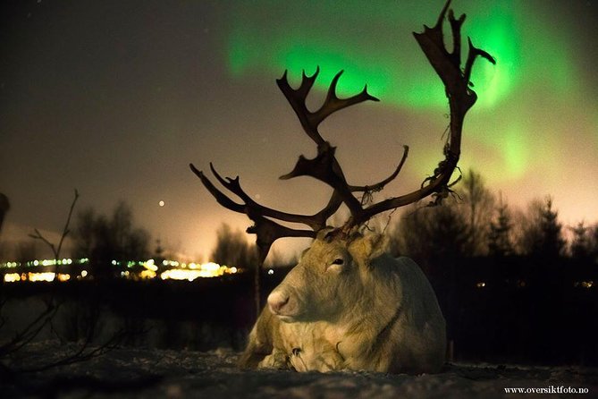 Reindeer Sledding and Feeding with Chance of Northern Lights Tromso - Reindeer Sledding and Feeding with Chance of Northern Lights Tromsø: A Practical Review