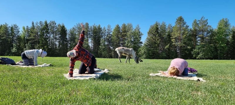 Reindeer yoga in Kuusamo - How The Tour Unfolds