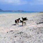 Rethymno: Gramvousa & Balos Lagoon Day Trip with Boat Ticket - The Return and Overall Experience