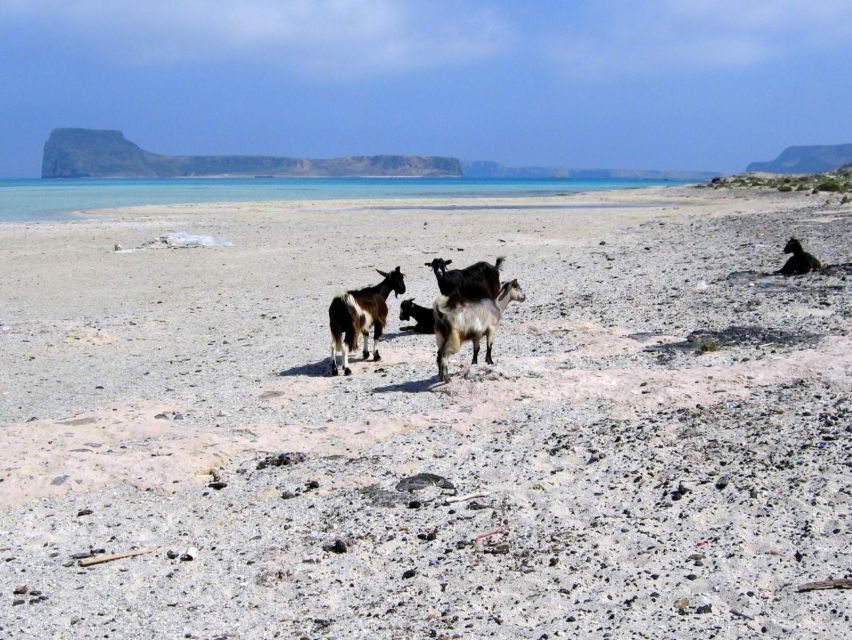 Rethymno: Gramvousa & Balos Lagoon Day Trip with Boat Ticket - The Return and Overall Experience