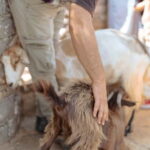 Rethymno: Shepherd For A Day - What Makes This Tour Stand Out