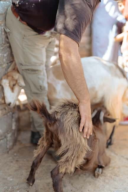 Rethymno: Shepherd For A Day - What Makes This Tour Stand Out