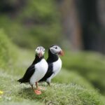 Reykjavik: 1-Hour Puffin Watching Tour - The Value in Context