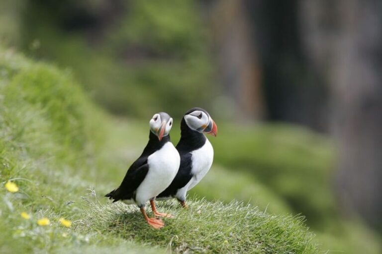 Reykjavik: 1-Hour Puffin Watching Tour - The Value in Context