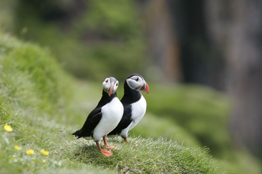 Reykjavik: 1-Hour Puffin Watching Tour - The Value in Context