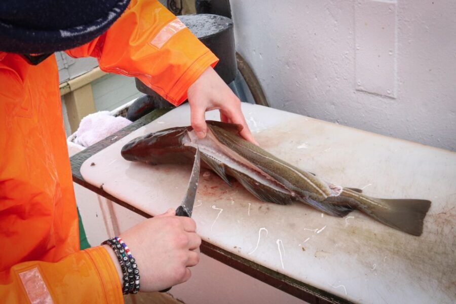 Reykjavik: 3-Hour Sea Angling Gourmet Experience Tour - The Fishing Experience: What It’s Like