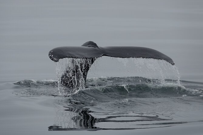 Reykjavík Bay Arctic Rose Whale Watching Excursion - Key Points