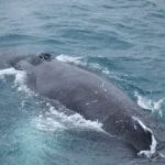 Reykjavik: Best Value Whale Watching Boat Tour - What Reviewers Say