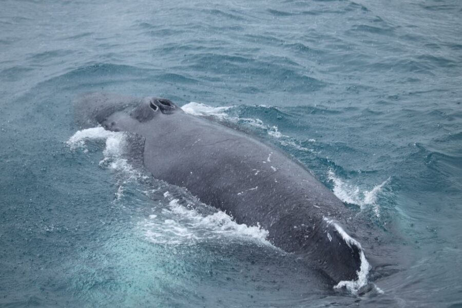 Reykjavik: Best Value Whale Watching Boat Tour - What Reviewers Say
