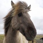 Reykjavik Combo: Horse Riding & Snorkeling in Silfra Fissure - Points to Consider Before Booking