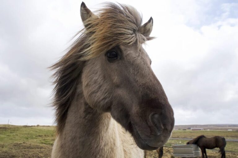 Reykjavik Combo: Horse Riding & Snorkeling in Silfra Fissure - Points to Consider Before Booking