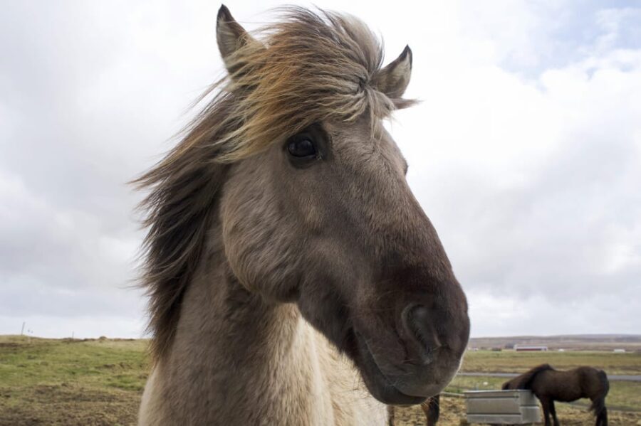 Reykjavik Combo: Horse Riding & Snorkeling in Silfra Fissure - Points to Consider Before Booking
