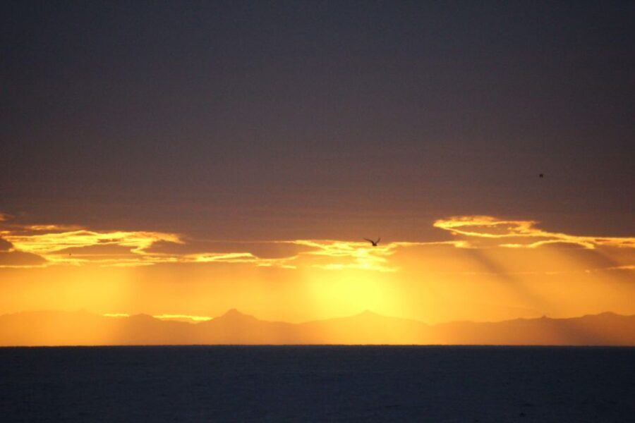 Reykjavík: Midnight Sun Whale Watching Cruise - Key Points