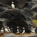Reykjavik: Puffin Watching Tour - The Bottom Line: Who Will Love This Tour?